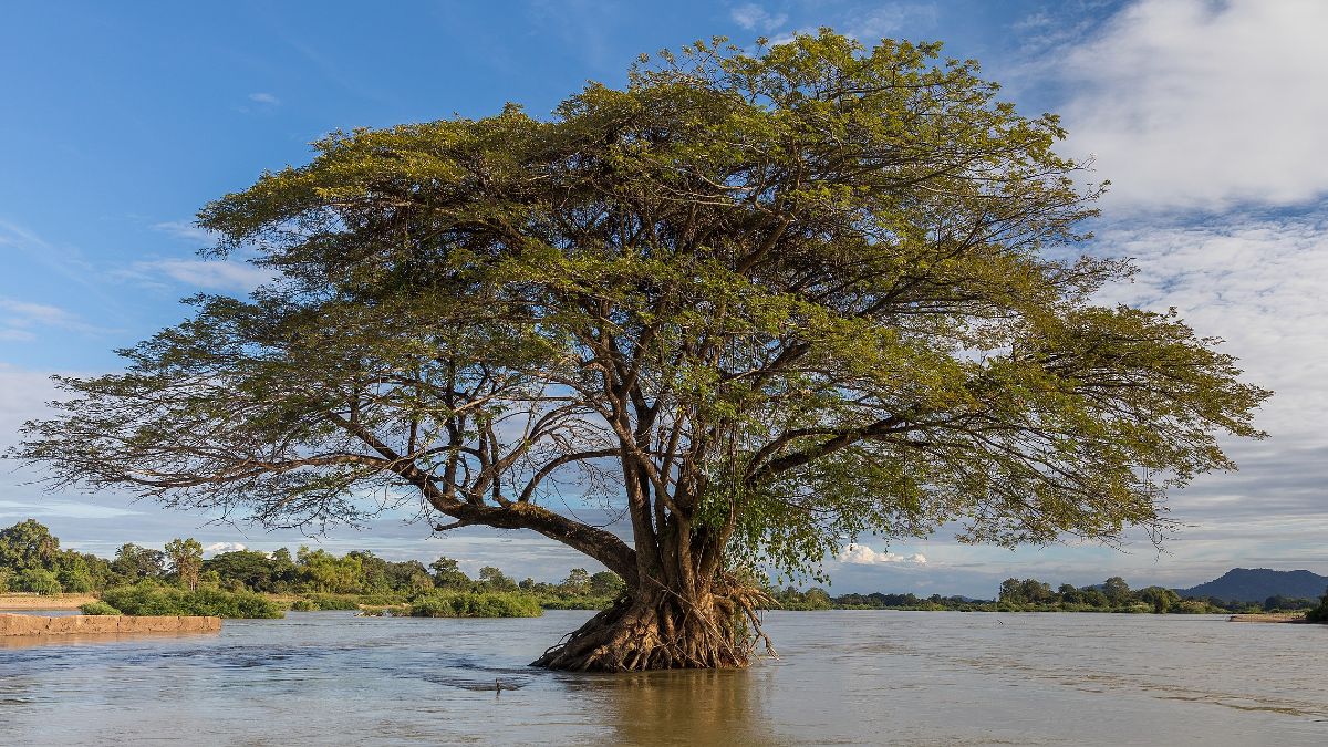 29 Christianity Looks Invented: The Family Tree Analogy | 2-Minute ...